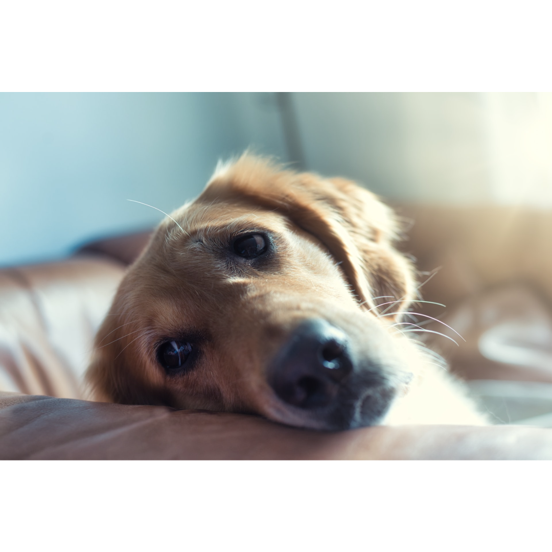 Anxiety in Dogs: Signs and Ways to Soothe Your Dog – Oakland Animal ...